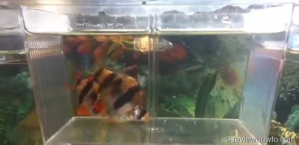 Tiger Barb Fish Eggs