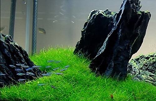 Best low light and easy-to-care aquarium plants for beginners