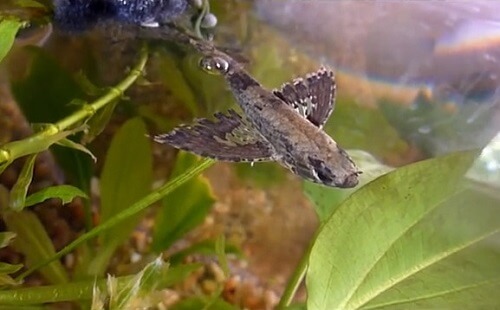 butterfly-fish – Love Fish Tank