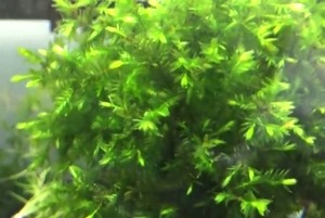 Midground aquarium plants (anubias, bolbitis and Cryptocoryne) guide