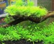 6 Causes Of Algae Bloom In A Planted Aquarium And How To Control