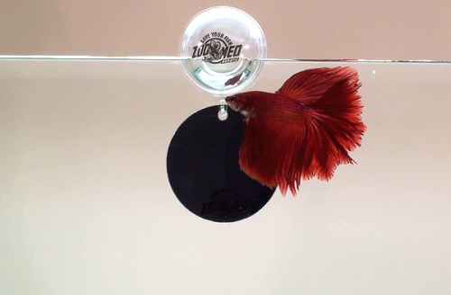 Best toys, plants & decorations to keep Betta fish happy