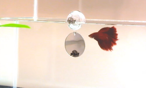 Best toys, plants & decorations to keep Betta fish happy