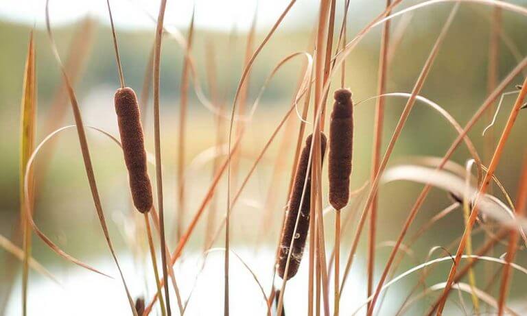 How to Kill Cattails in a Pond Using Natural Ways – Love Fish Tank