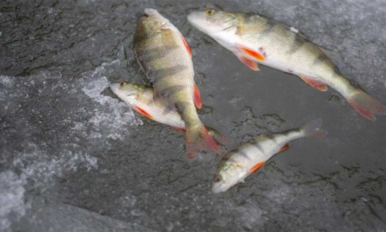 How To Keep A Pond From Freezing Without Electricity – Love Fish Tank