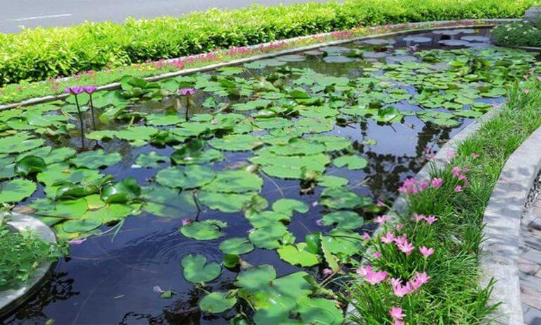 Ways To Incorporate Oxygenating Pond Plants In Your Pond – Love Fish Tank