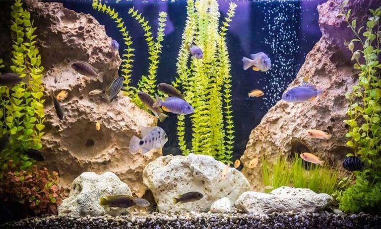 10 Best Rocks For Freshwater Aquariums | Safe Stones Guide – Love Fish Tank