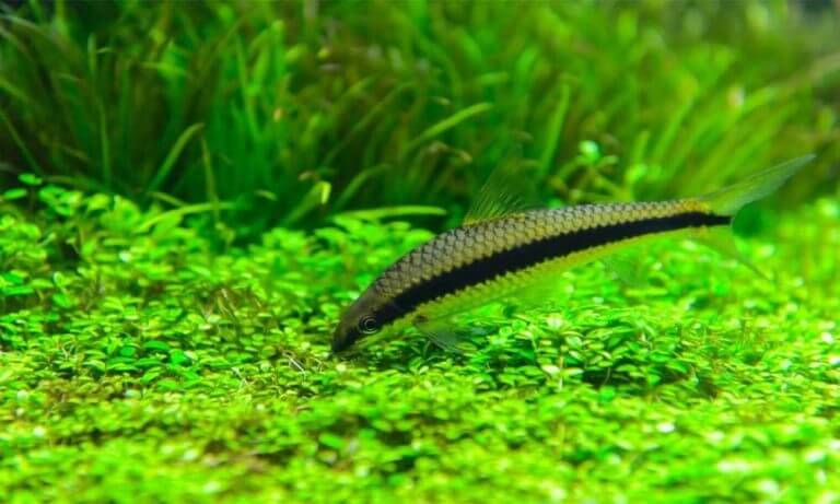 Top 16 Best Algae Eaters That Clean your Freshwater Aquarium – Love ...