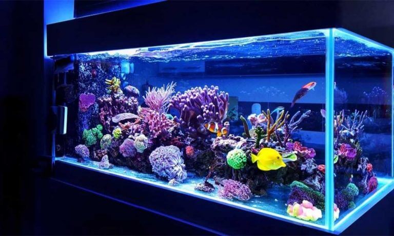 5 Best All In One Saltwater Aquarium Kits Compared – Love Fish Tank
