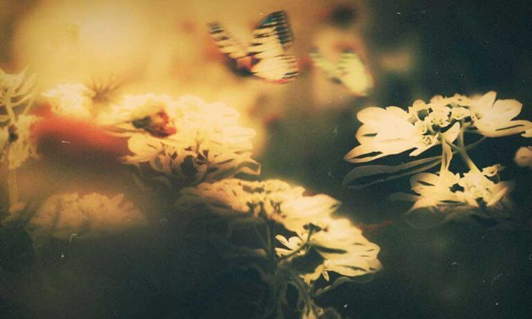 How To Get Rid Of Bacterial Bloom In Aquarium | Causes & Preventions ...