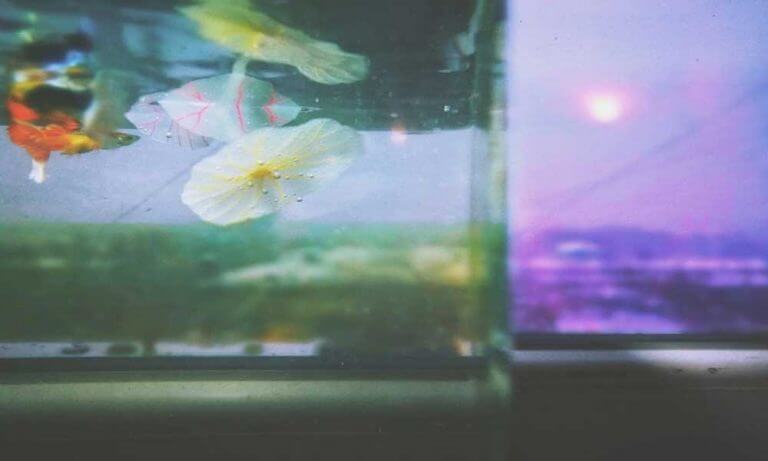 How To Get Rid Of Bacterial Bloom In Aquarium | Causes & Preventions ...