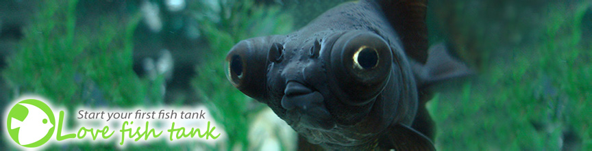 Spooky Halloween aquarium decorations and setup guide