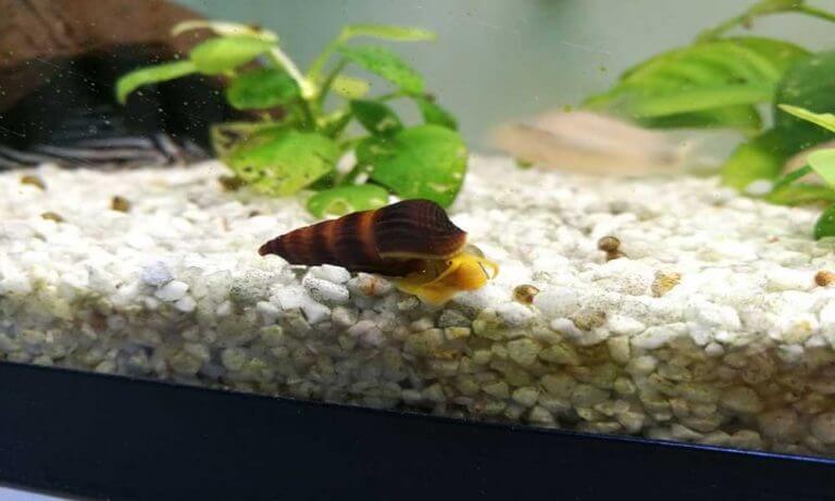 How To Get Rid Of Snails In An Aquarium – Love Fish Tank