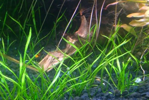 15+ most popular carpet plants for planted aquariums