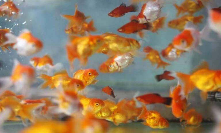 How Big Can Goldfish Get | Fish Growth Guides – Love Fish Tank