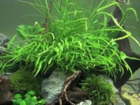 15+ best low light plants for low tech planted aquariums