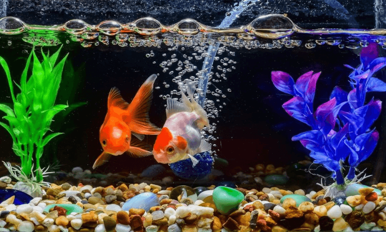 How To Move a Fish Tank | Top 5 Things You MUST Do Before – Love Fish Tank