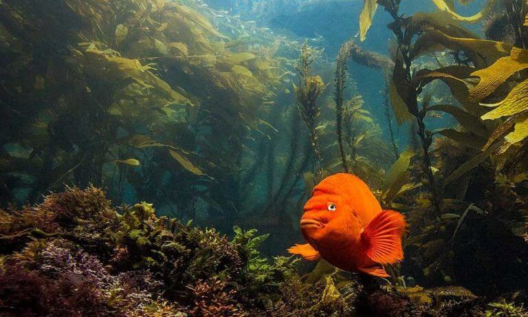 How To Remove Silica From Aquarium Water | Factors And Preventions ...