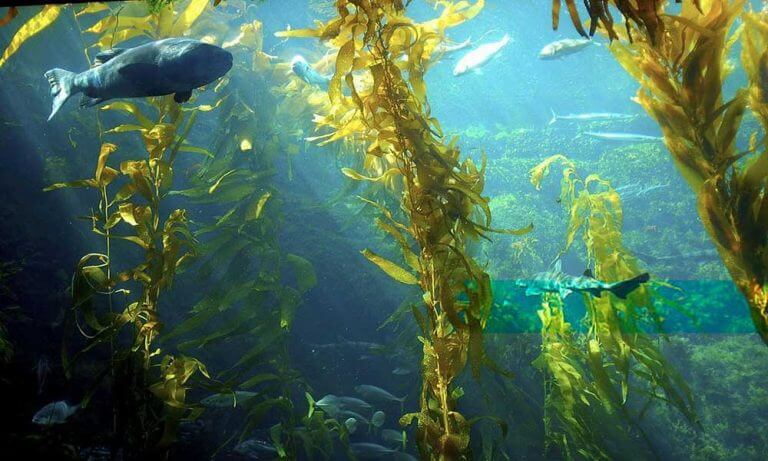 How To Remove Silica From Aquarium Water | Factors And Preventions ...