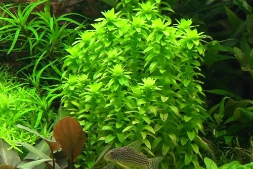 tonina fluviatilis – Love Fish Tank