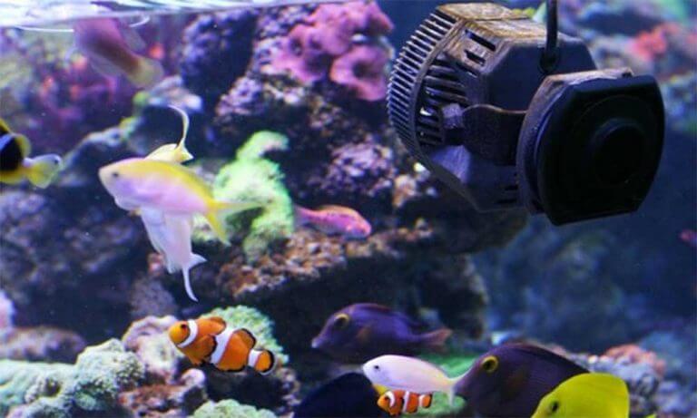 10 Best Aquarium Powerheads Reviewed – Love Fish Tank